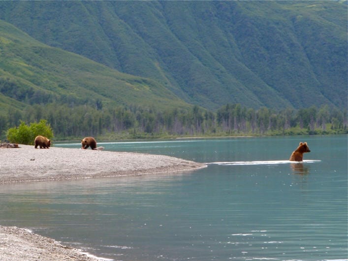 Bear Viewing in Alaska – Alaska Bear Viewing Adventures in Soldotna, AL Bear Viewing in Alaska – Alaska Bear Viewing Adventures in Soldotna, AL