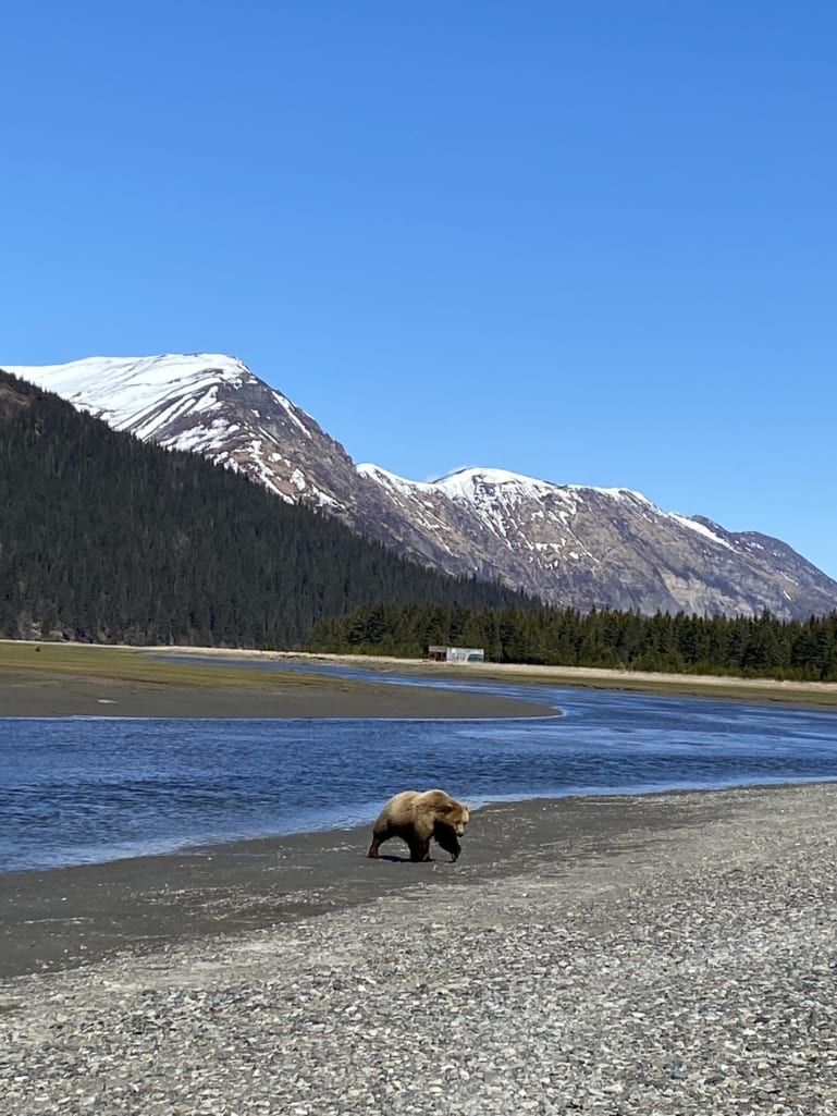 Float Plane Trips Designed For Bear and Wildlife Viewing in Alaska