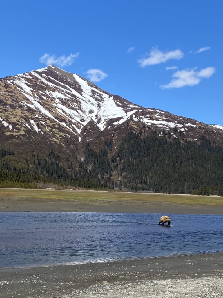 Float Plane Trips Designed For Bear and Wildlife Viewing in Alaska