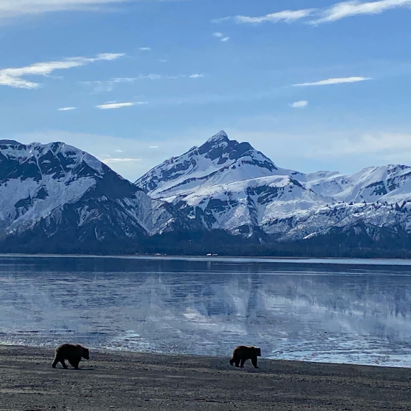 Float Plane Trips Designed For Bear and Wildlife Viewing in Alaska