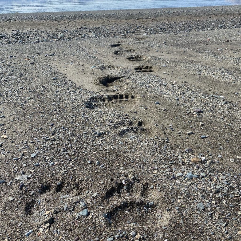Float Plane Trips Designed For Bear and Wildlife Viewing in Alaska