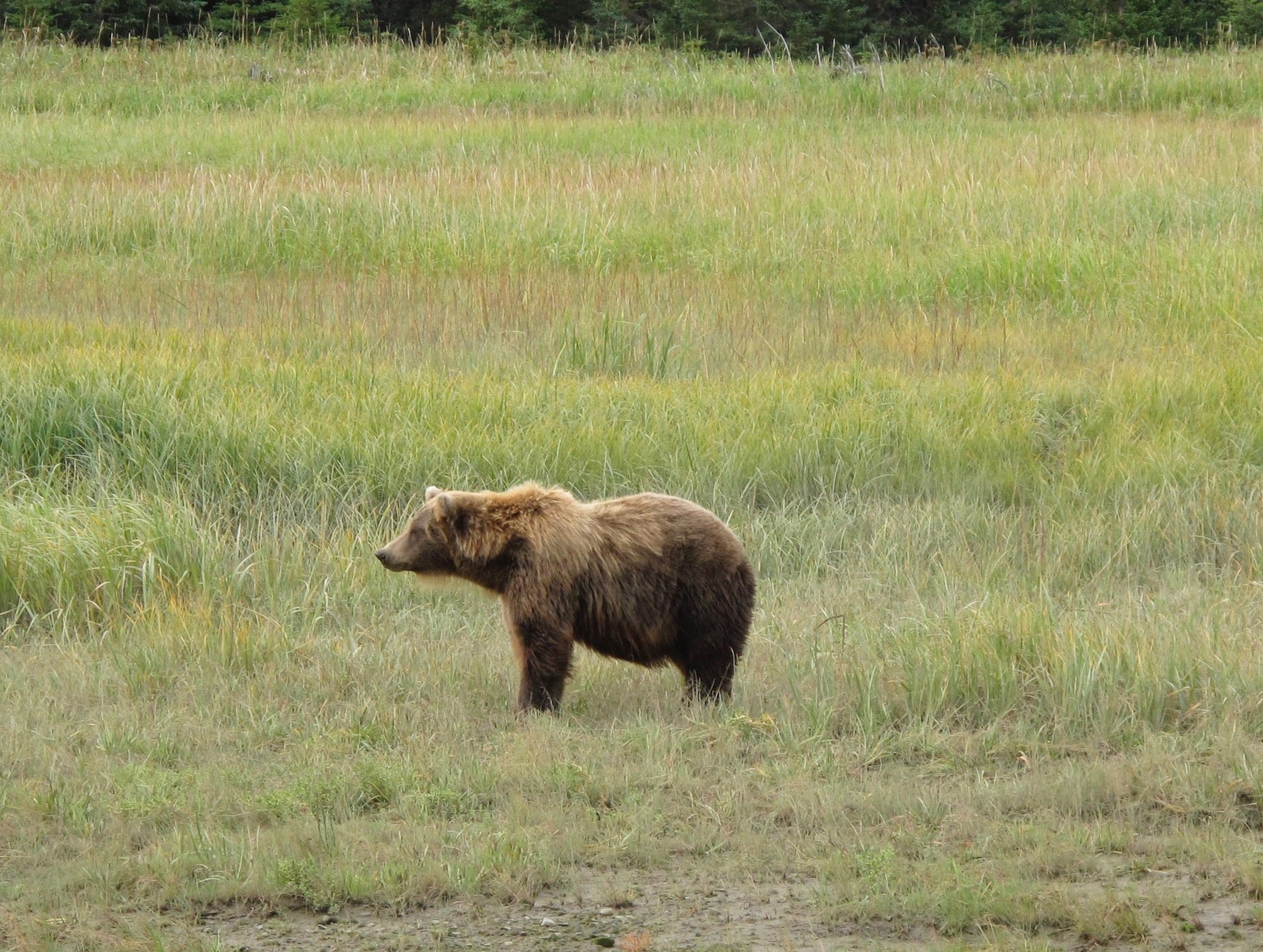 Float Plane Trips Designed For Bear and Wildlife Viewing in Alaska
